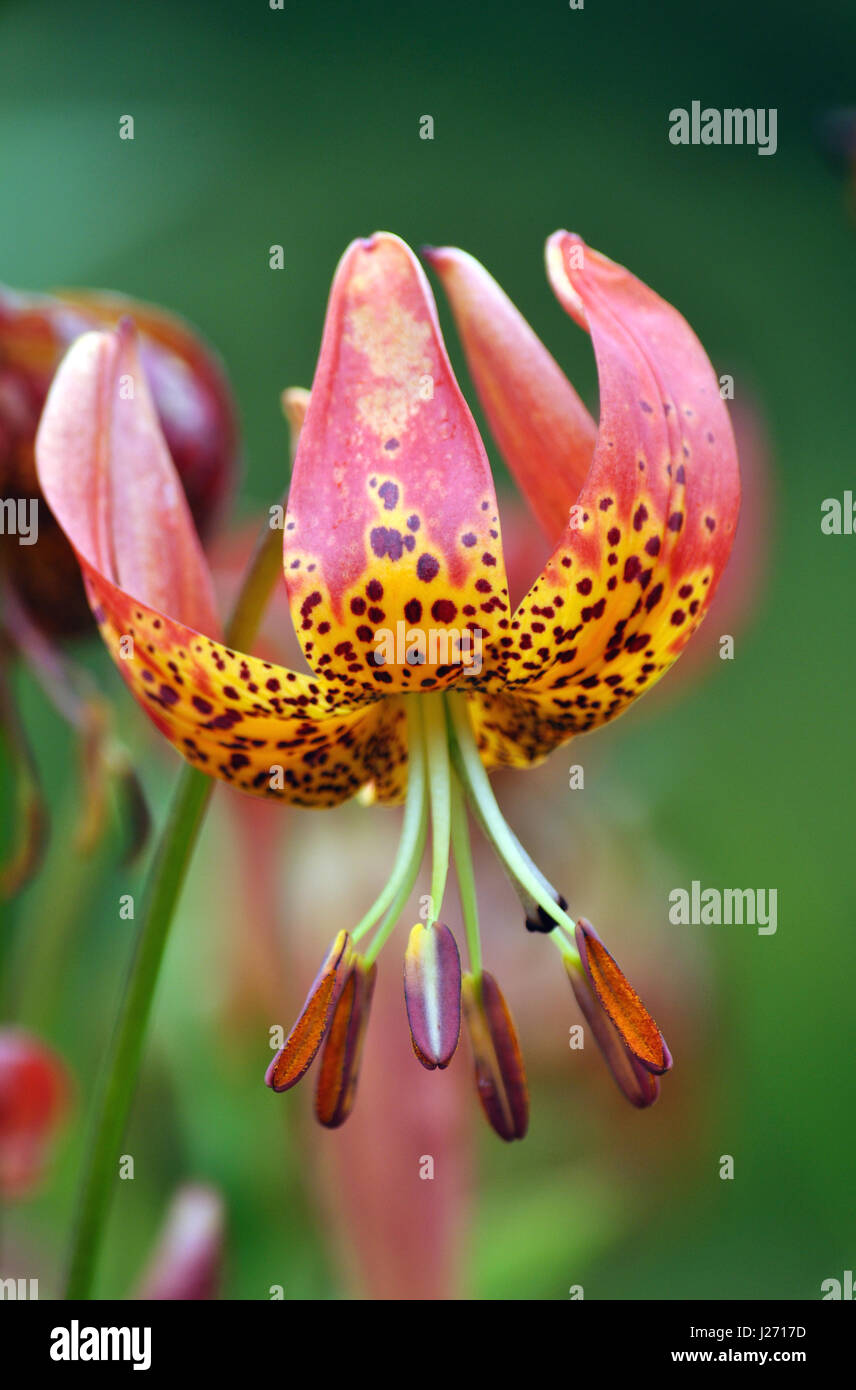 Orange spotted tiger lily flower Stock Photo - Alamy