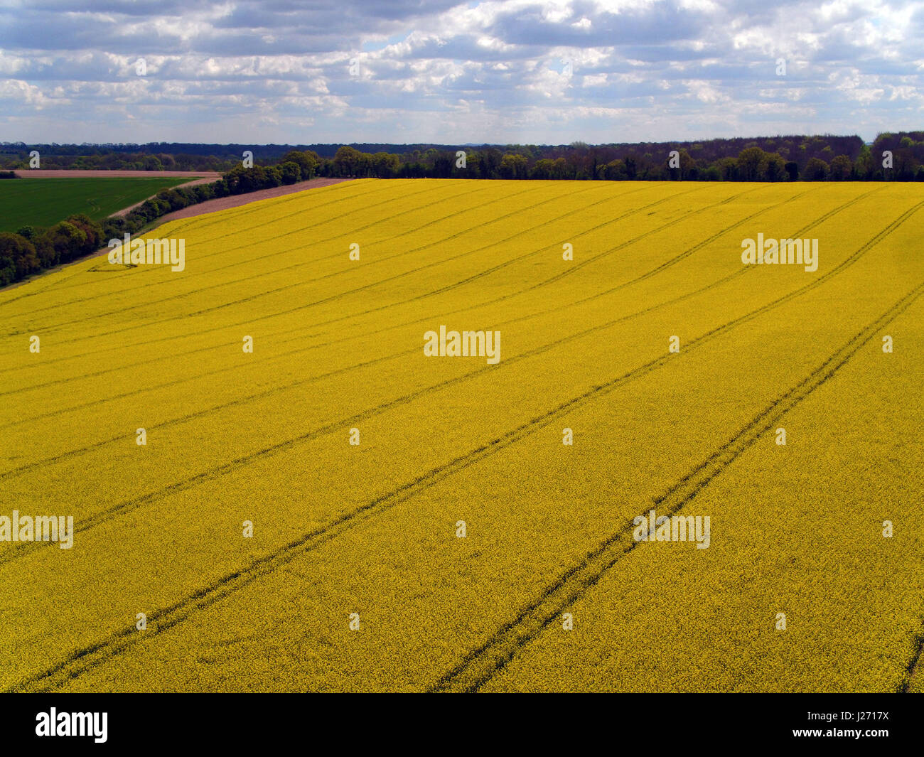 An aerial view of a field full of rapeseed in North Waltham, Hampshire ...