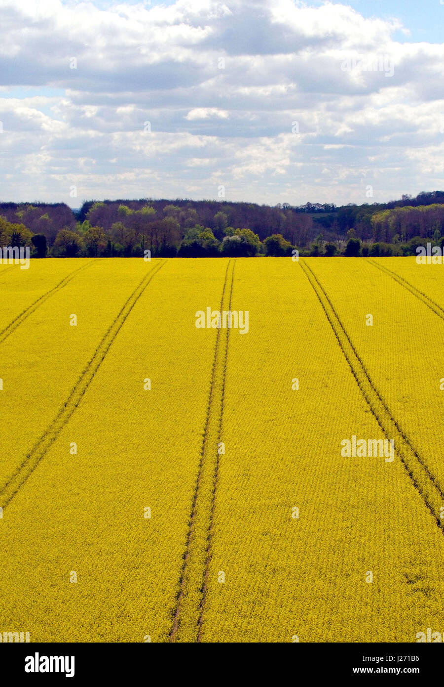 An aerial view of a field full of rapeseed in North Waltham, Hampshire ...