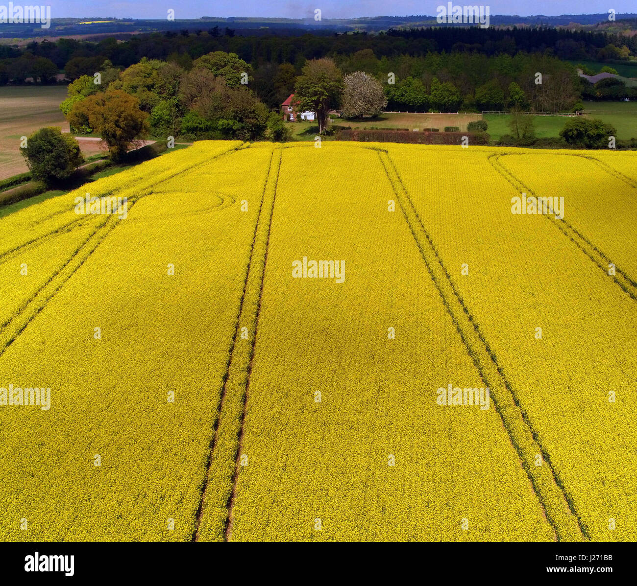An aerial view of a field full of rapeseed in North Waltham, Hampshire ...