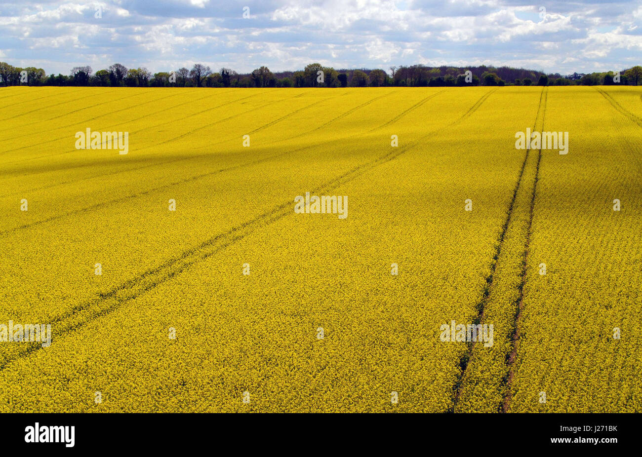 Rapeseed field in scotland hi-res stock photography and images - Alamy