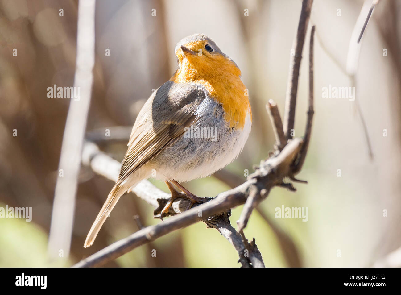 The photo shows a robin on a branch Stock Photo - Alamy