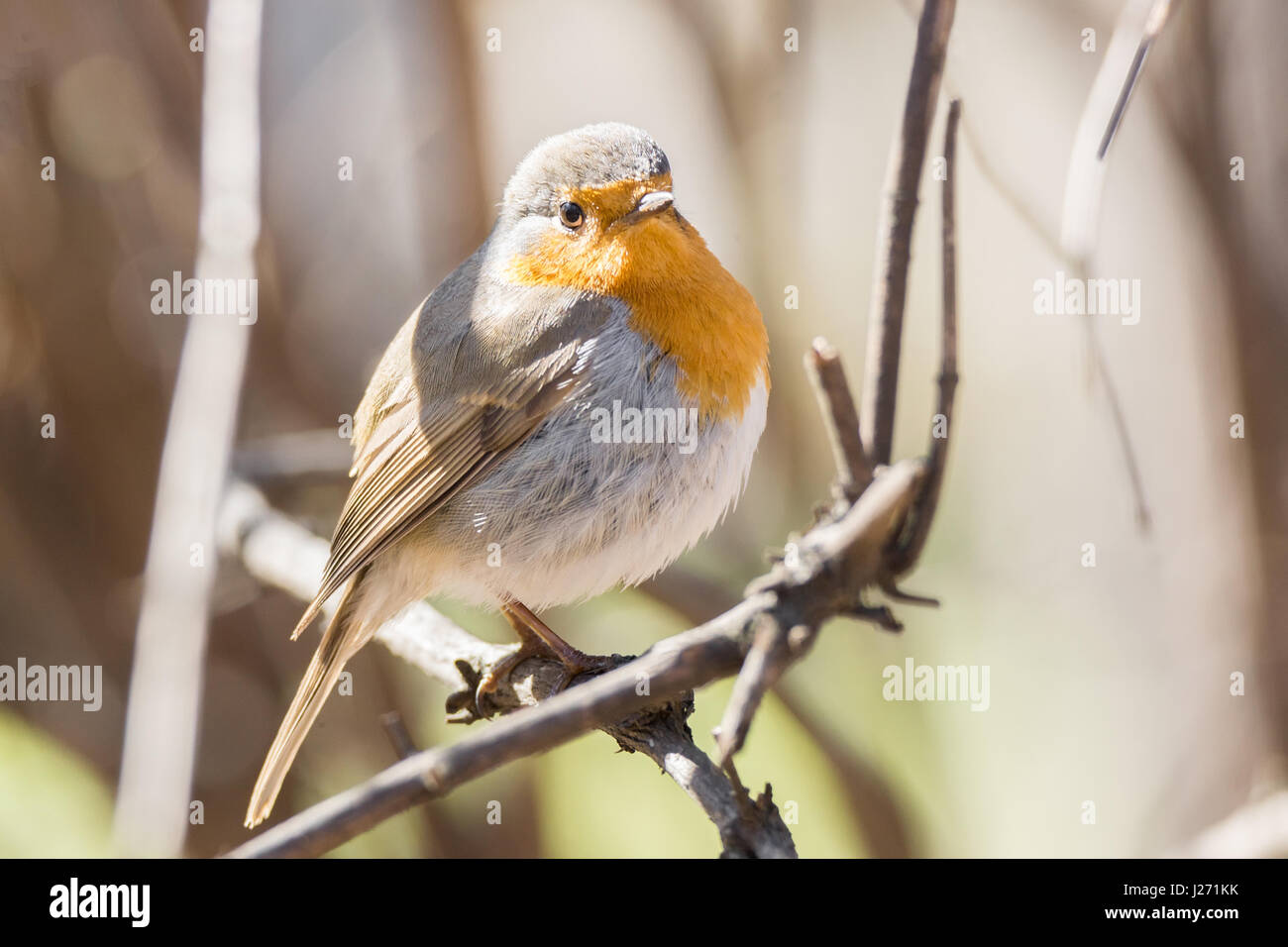 The photo shows a robin on a branch Stock Photo - Alamy