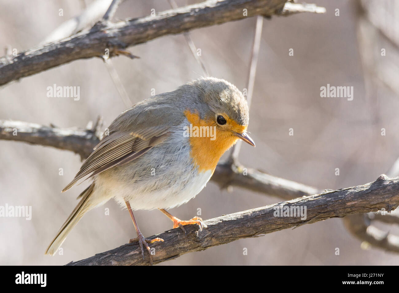 The photo shows a robin on a branch Stock Photo - Alamy