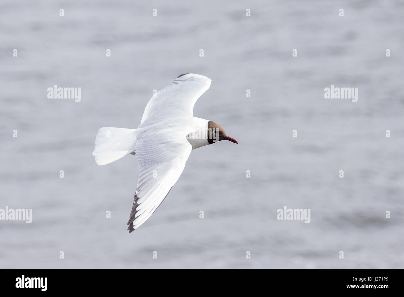 The photograph shows a gull flying above the water Stock Photo - Alamy