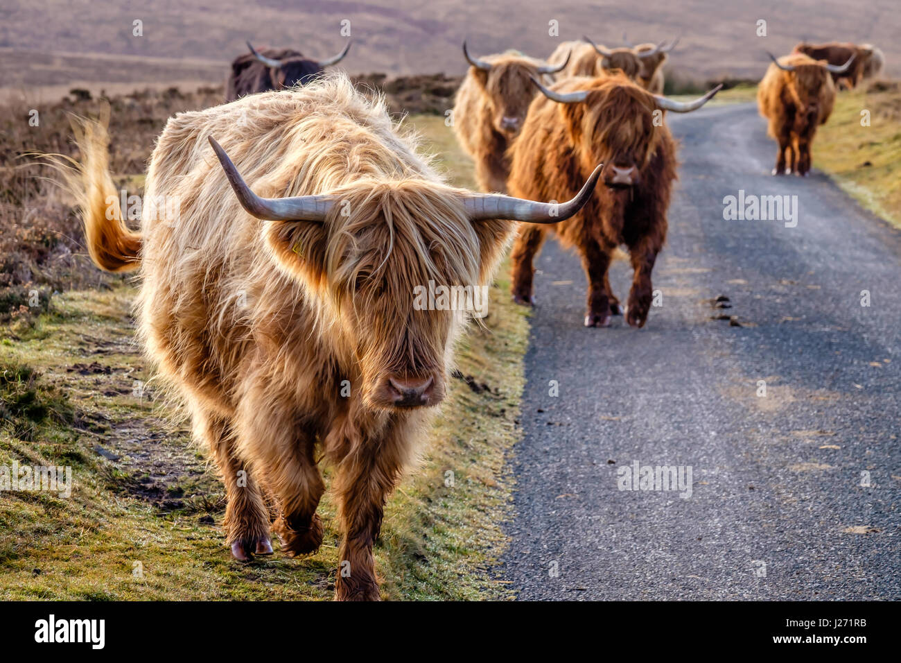 Exmoor national park walking hi-res stock photography and images - Alamy
