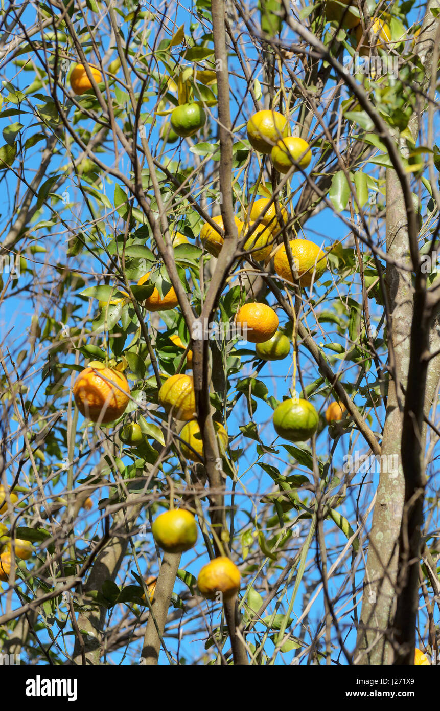Ponkan tree with some ripe ponkan fruits and some green Stock Photo - Alamy