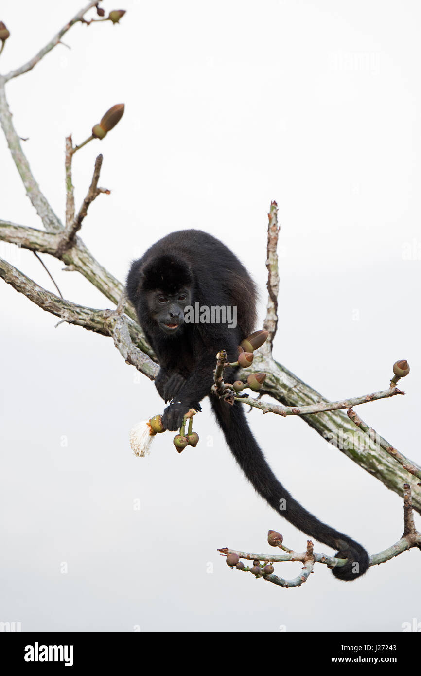 Mantled howler hi-res stock photography and images - Alamy