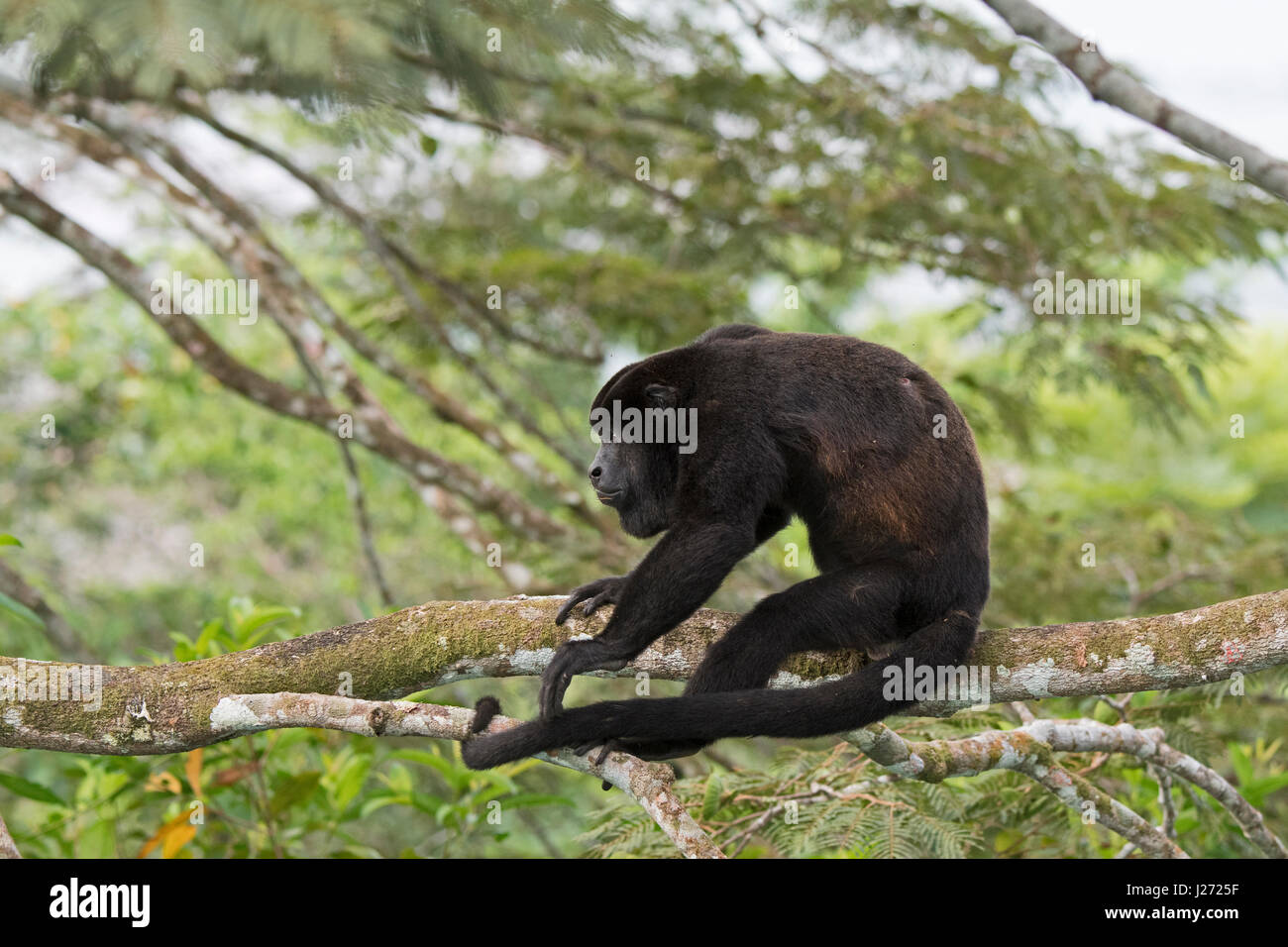 Mantled howler (Alouatta palliata) alpha male of group Panama Stock ...
