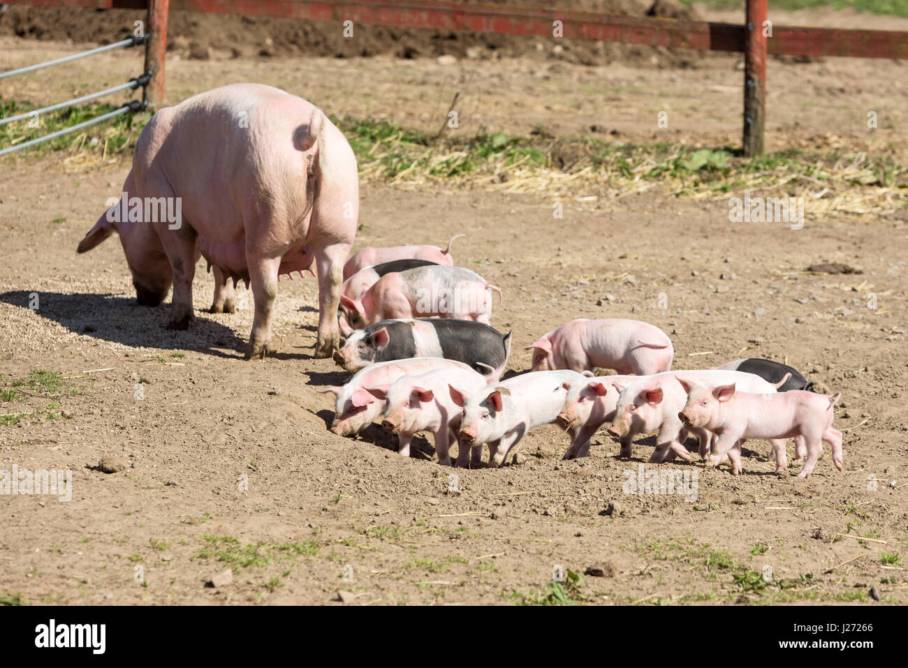 Cute mother and baby cute sow and piglet hi-res stock photography and ...