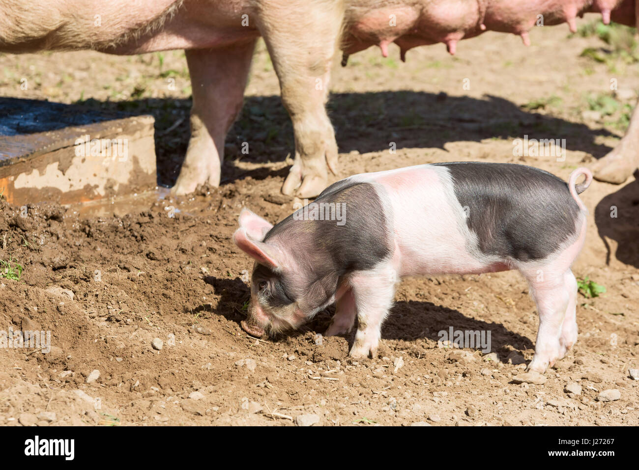 Sow with young hi-res stock photography and images - Alamy