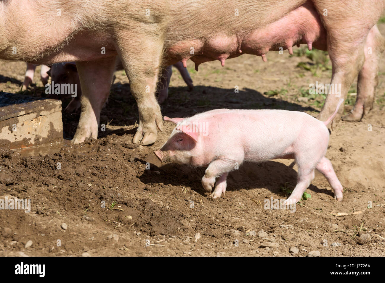 Pig piglet running hi-res stock photography and images - Alamy