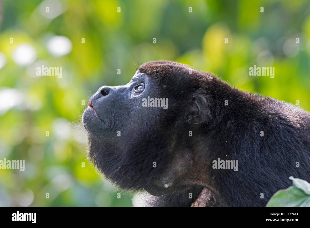 Male Mantled Howler Monkey Alouatta Palliata High Resolution Stock ...