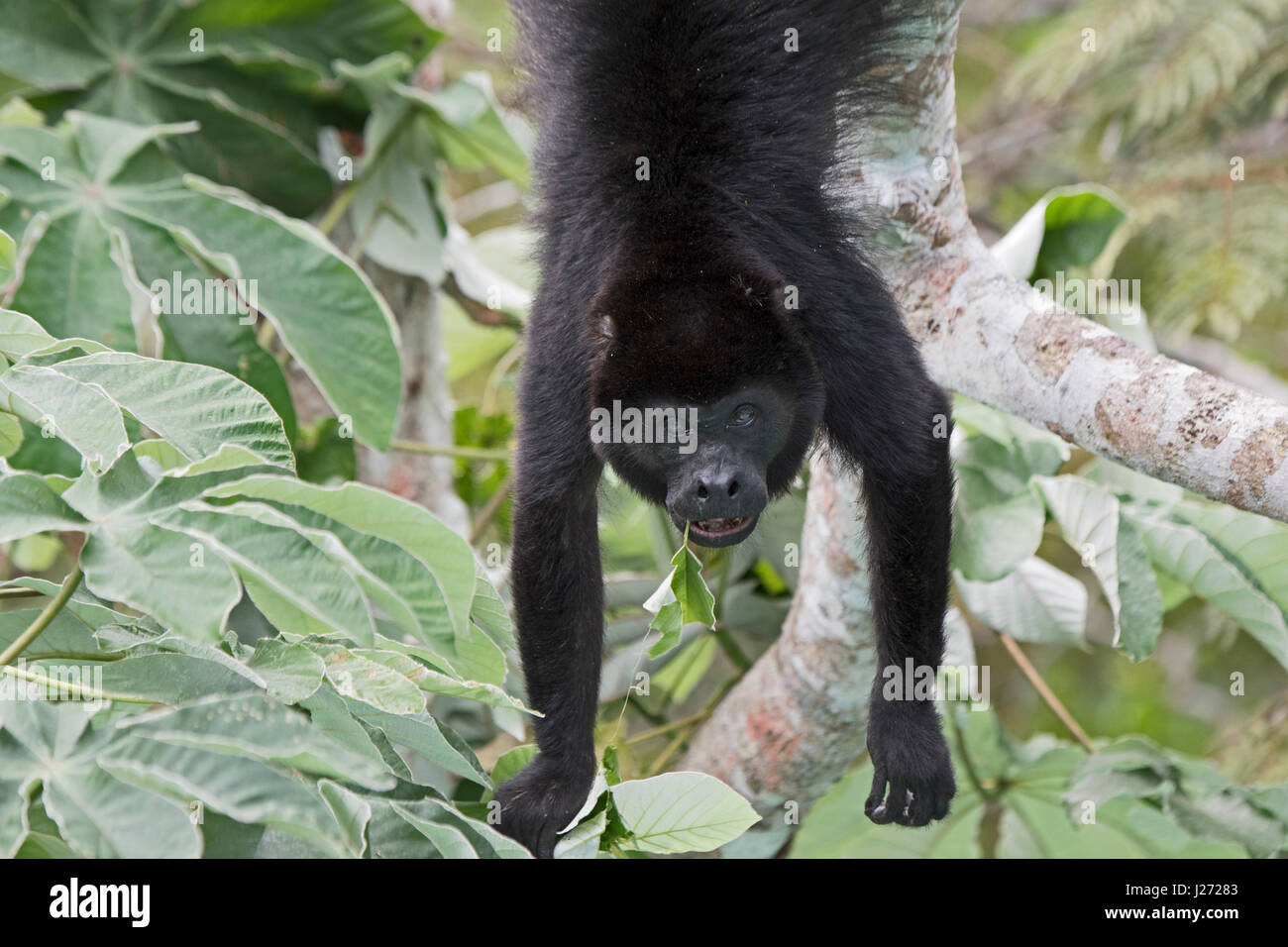 Secropia hi-res stock photography and images - Alamy