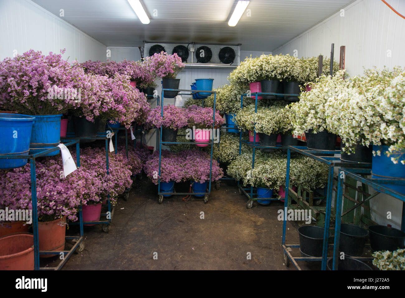 Flower export. fresh flowers in a hothouse ready for picking and ...