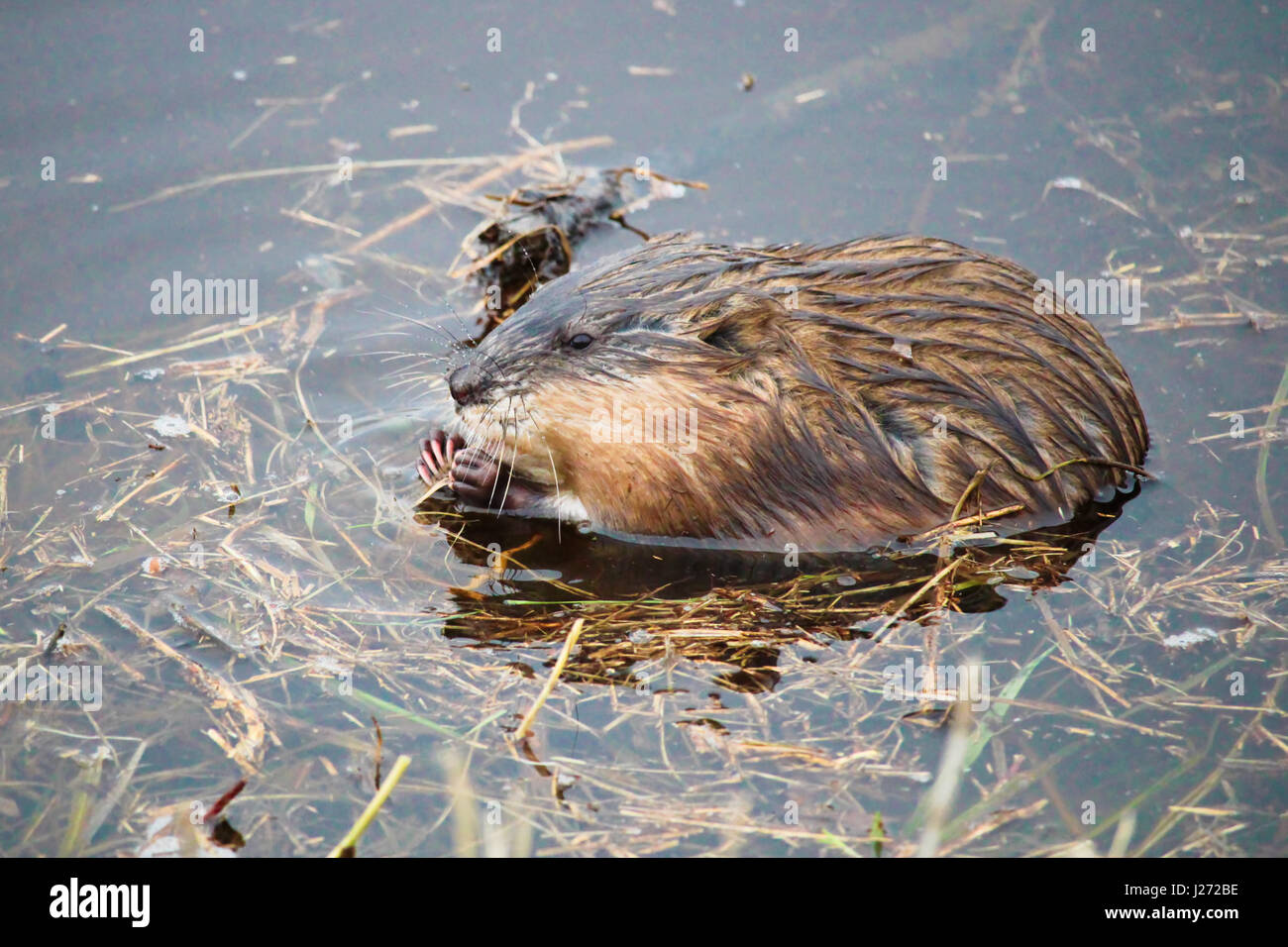 Tail of muskrat hi-res stock photography and images - Alamy