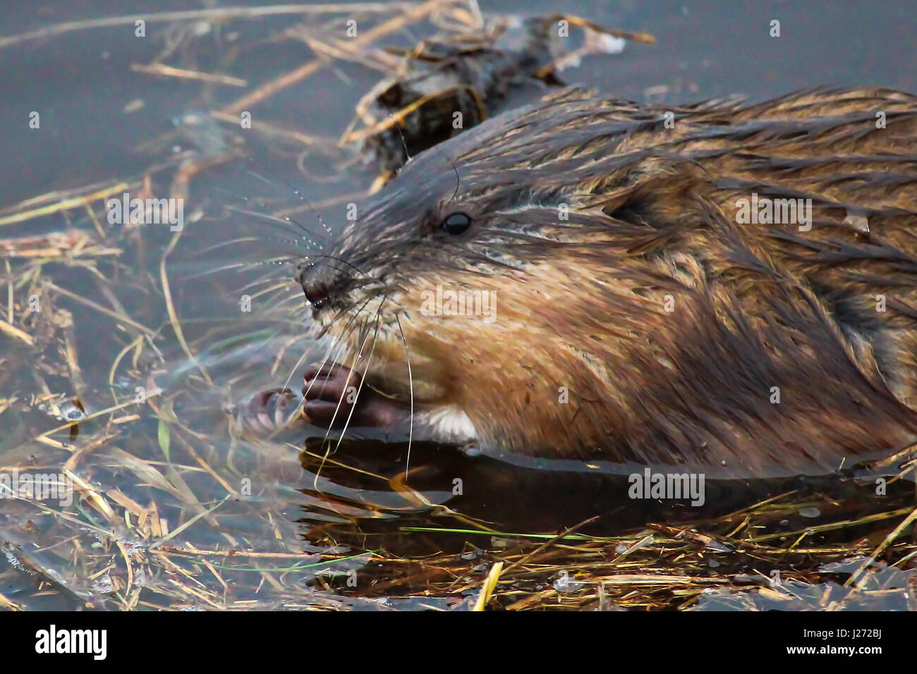 Muskrat Bite