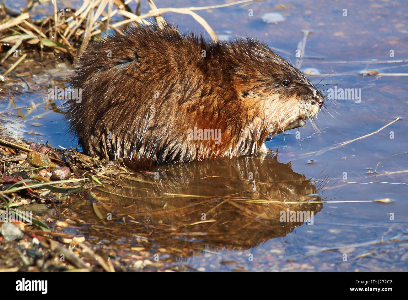 Muskrat sitting at the edge of a pond with a reflection in the water ...