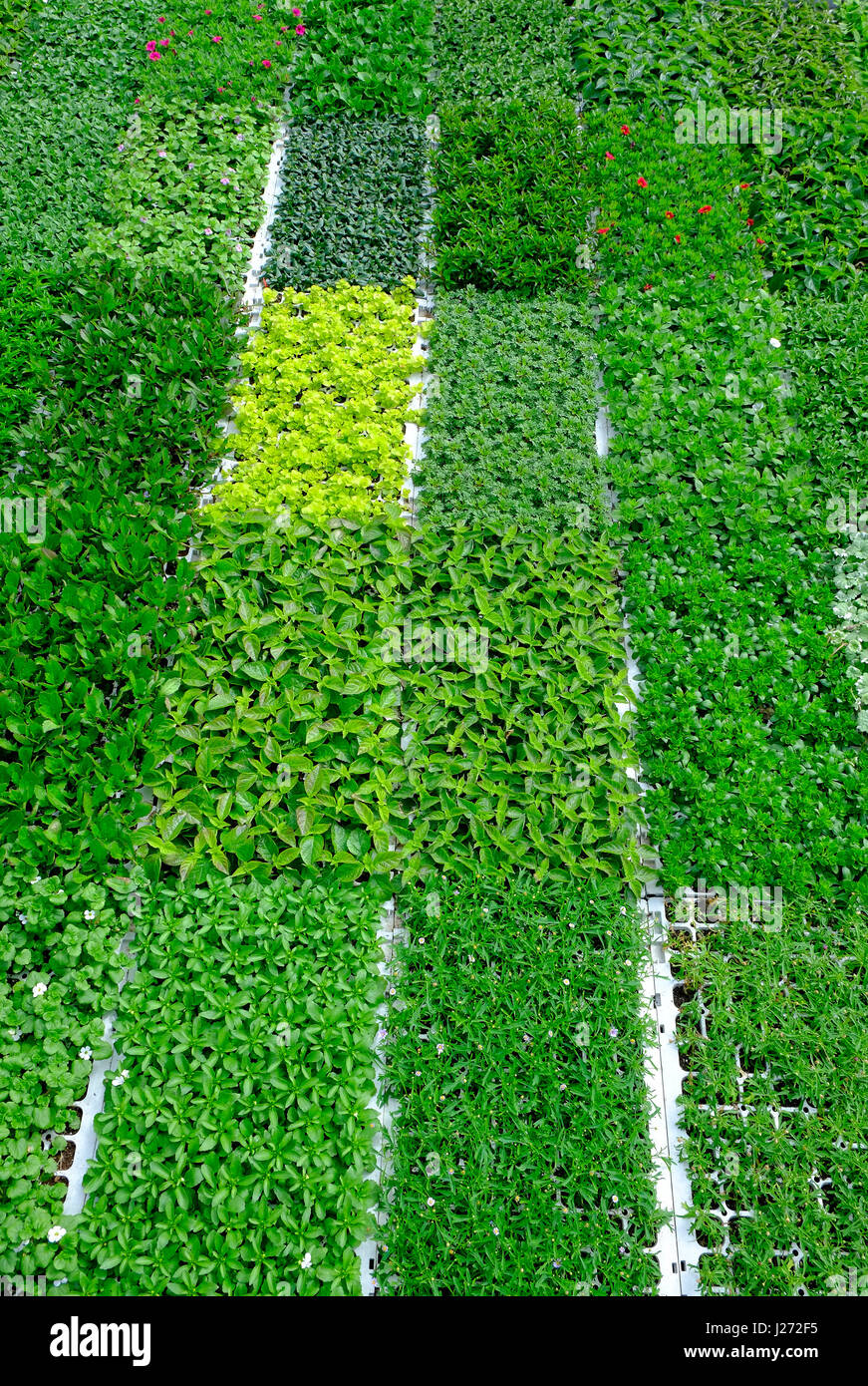 Various types of plants hi-res stock photography and images - Alamy