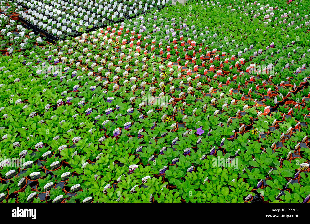 Various types of plants hi-res stock photography and images - Alamy