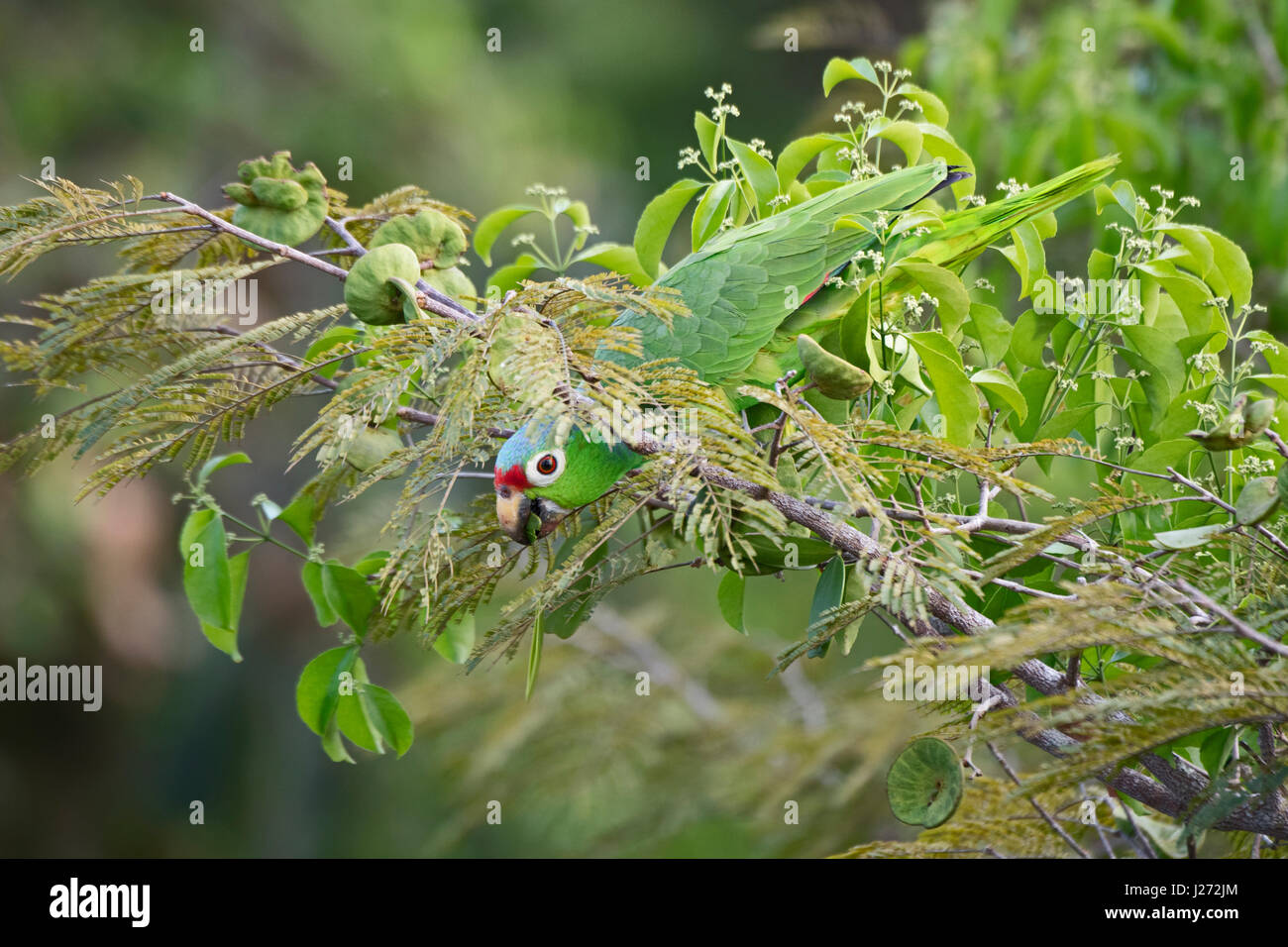 Panama amazon parrot hi-res stock photography and images - Alamy