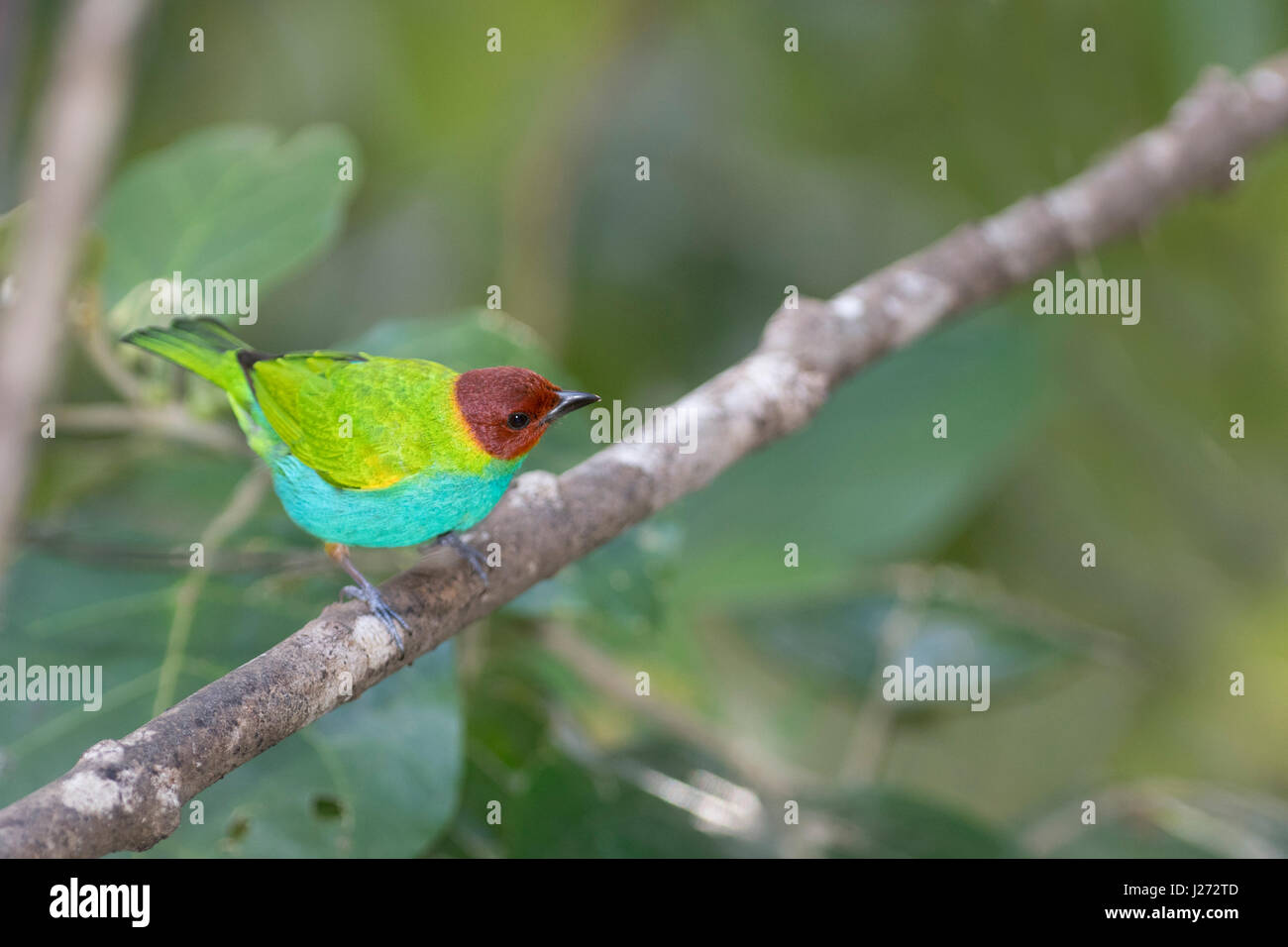 Bay-headed Tanager Tangara gyrola Panama Stock Photo - Alamy