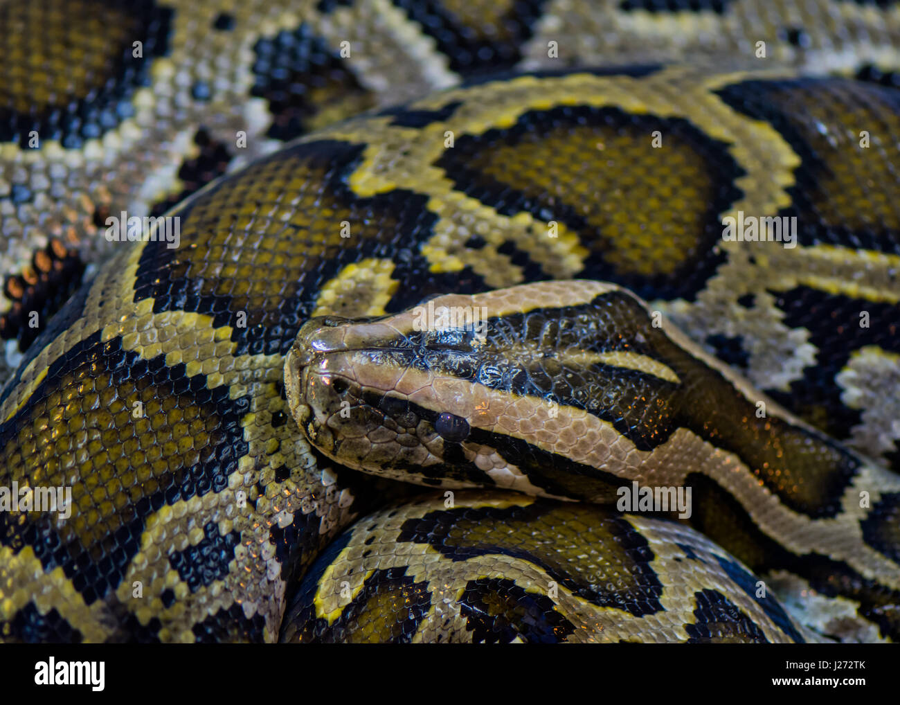 Green Burmese Python