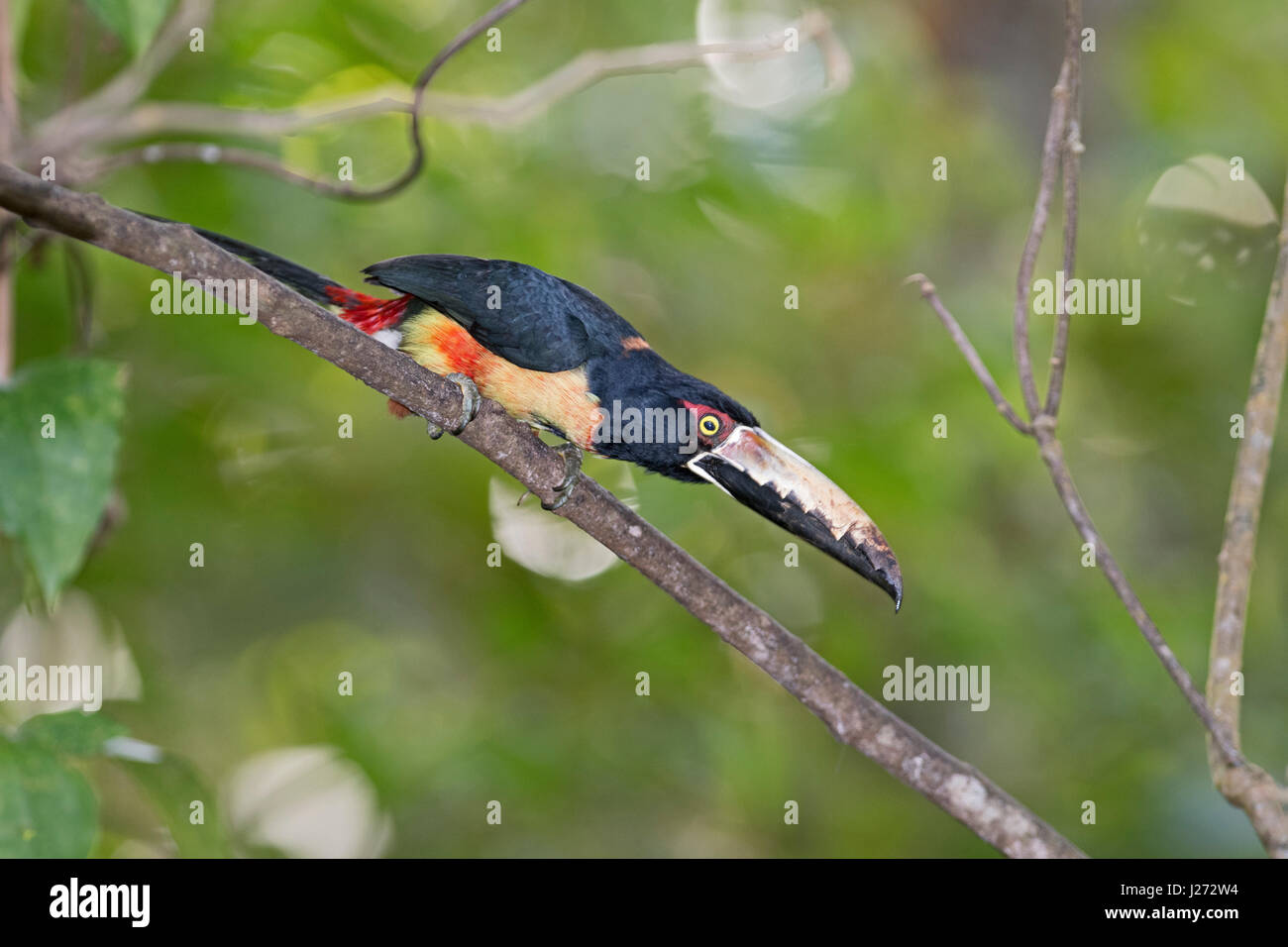 Collared Aracari Pteroglossus torquatus Panama Stock Photo - Alamy