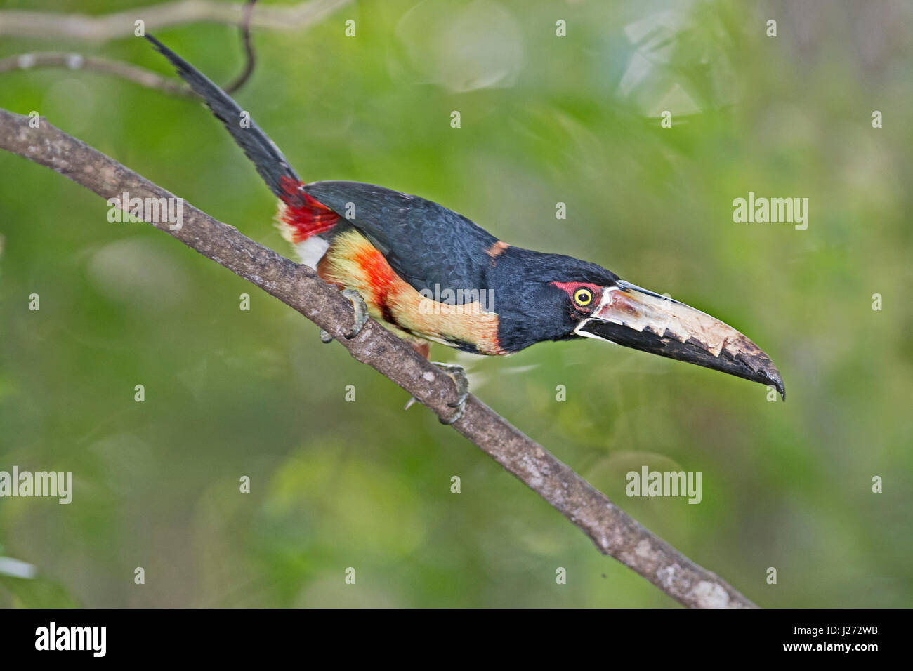 Collared araçari pteroglossus torquatus hi-res stock photography and ...
