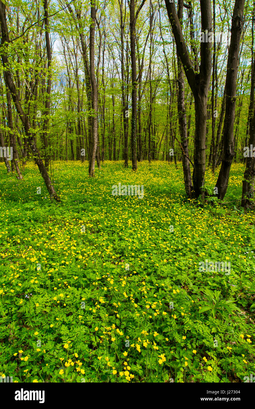 Beautiful spring forest landscape Stock Photo - Alamy