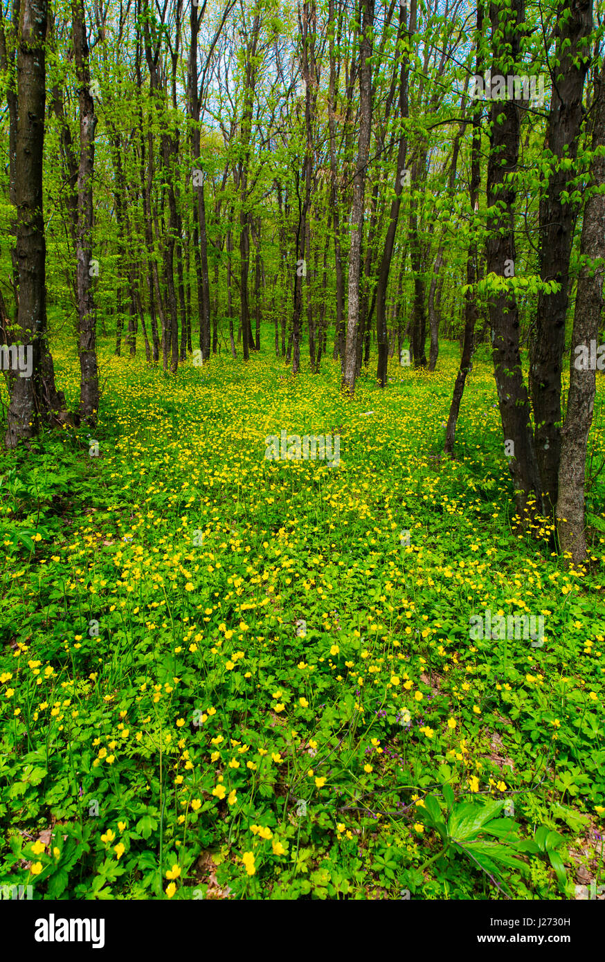 Beautiful spring forest landscape Stock Photo - Alamy