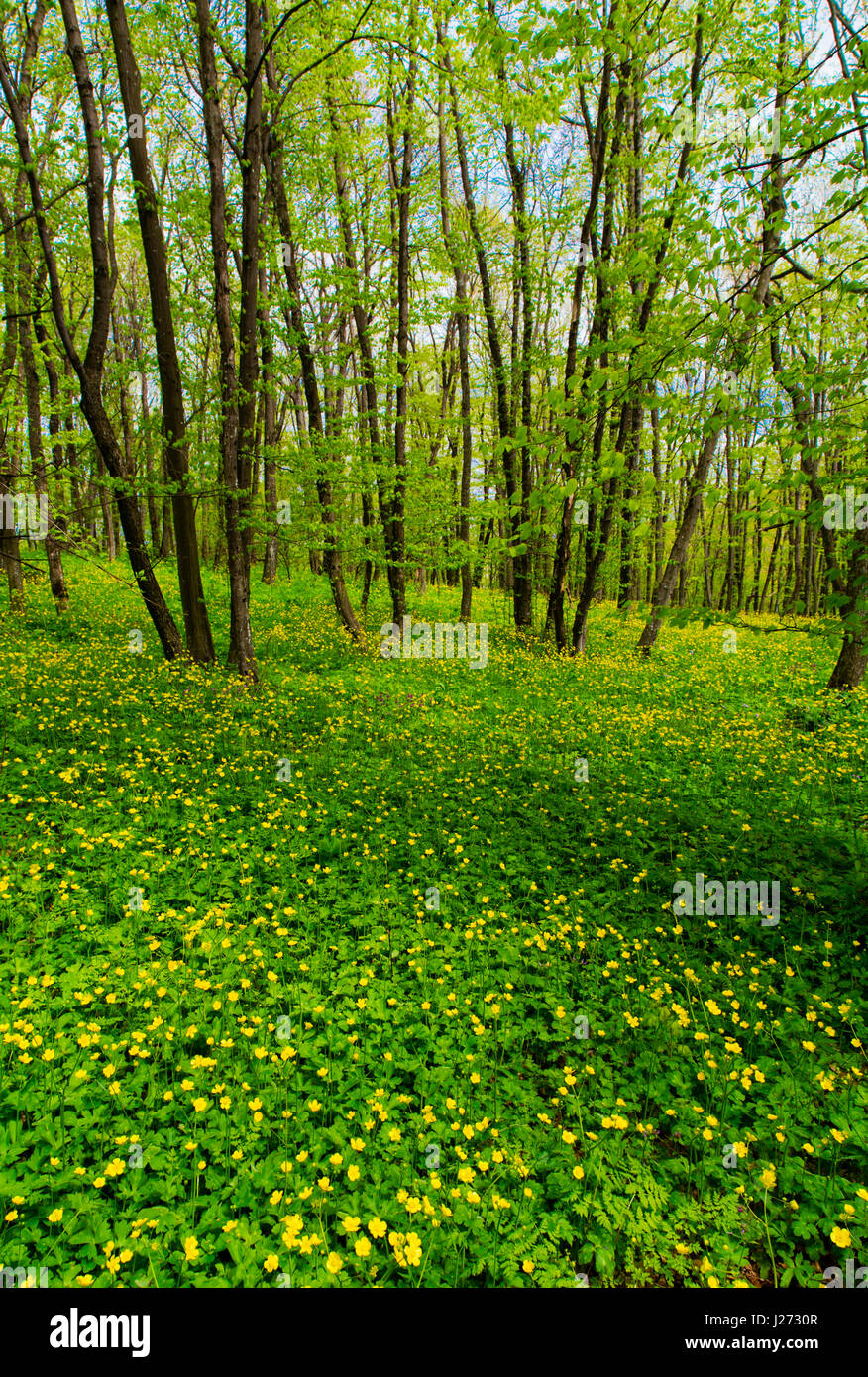 Beautiful spring forest landscape Stock Photo - Alamy