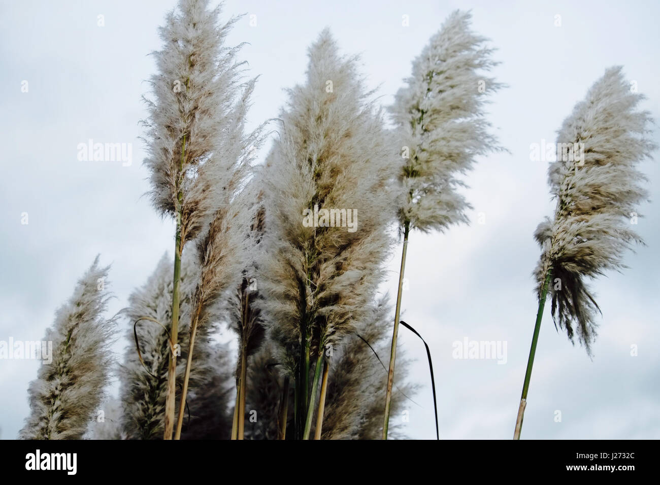 Fluffy plants hi-res stock photography and images - Alamy
