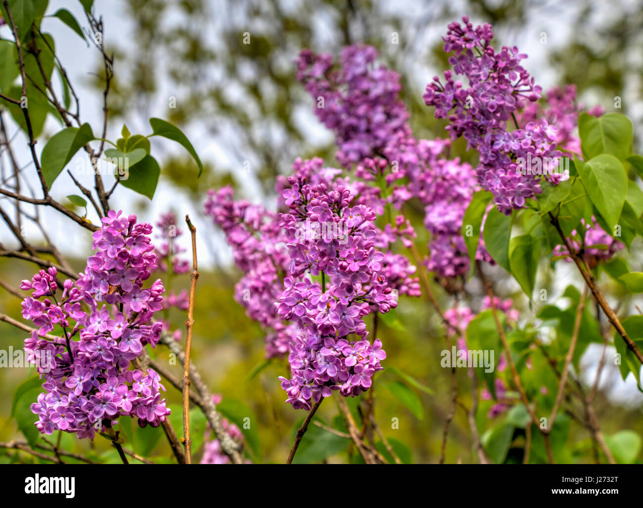 Beautiful Lilac flowers closeup Stock Photo - Alamy