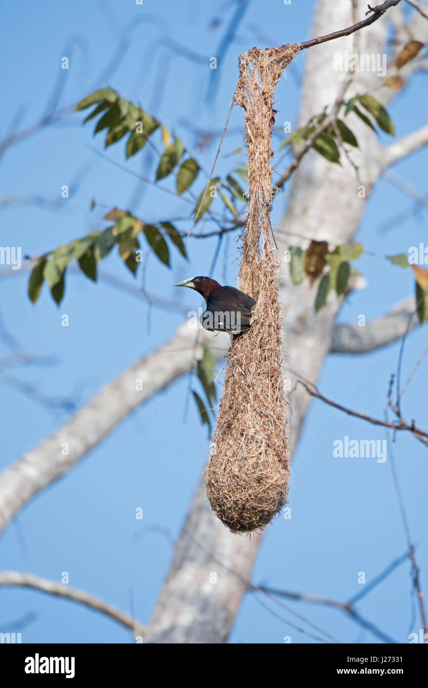Chestnut headed oropendola hi-res stock photography and images - Alamy