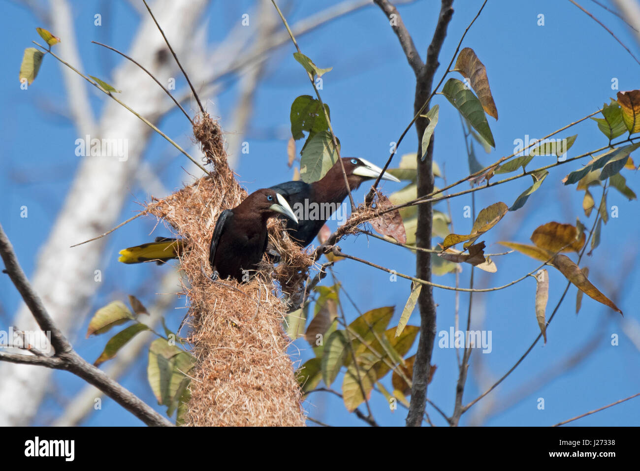 Oropendola bird nest hi-res stock photography and images - Alamy