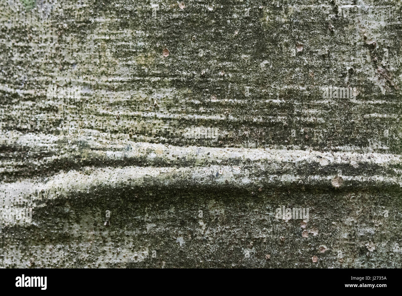 Rainforest tree bark hi-res stock photography and images - Alamy