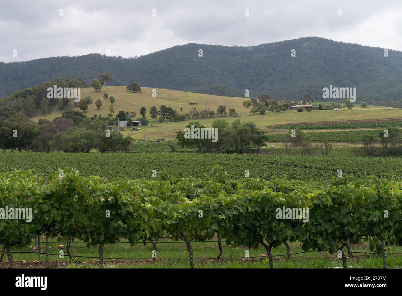The Audrey Wilkinson Vineyard, Hunter Valley, New South Wales ...