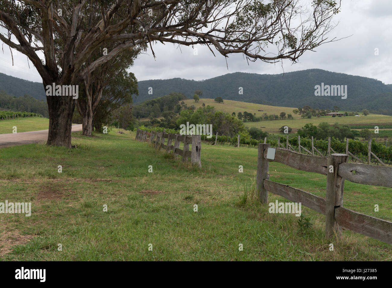 The Audrey Wilkinson Vineyard, Hunter Valley, New South Wales ...