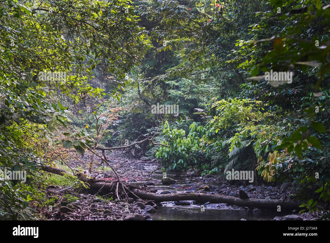 Stream running through trees hi-res stock photography and images - Alamy