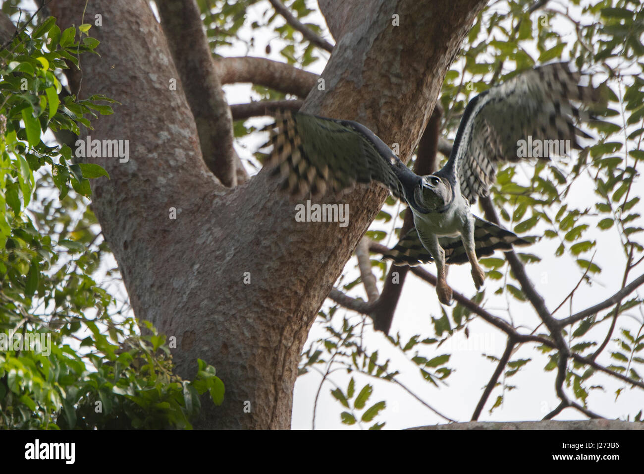 Harpy Eagle Harpia harpyja female at nest with six week old chick in ...