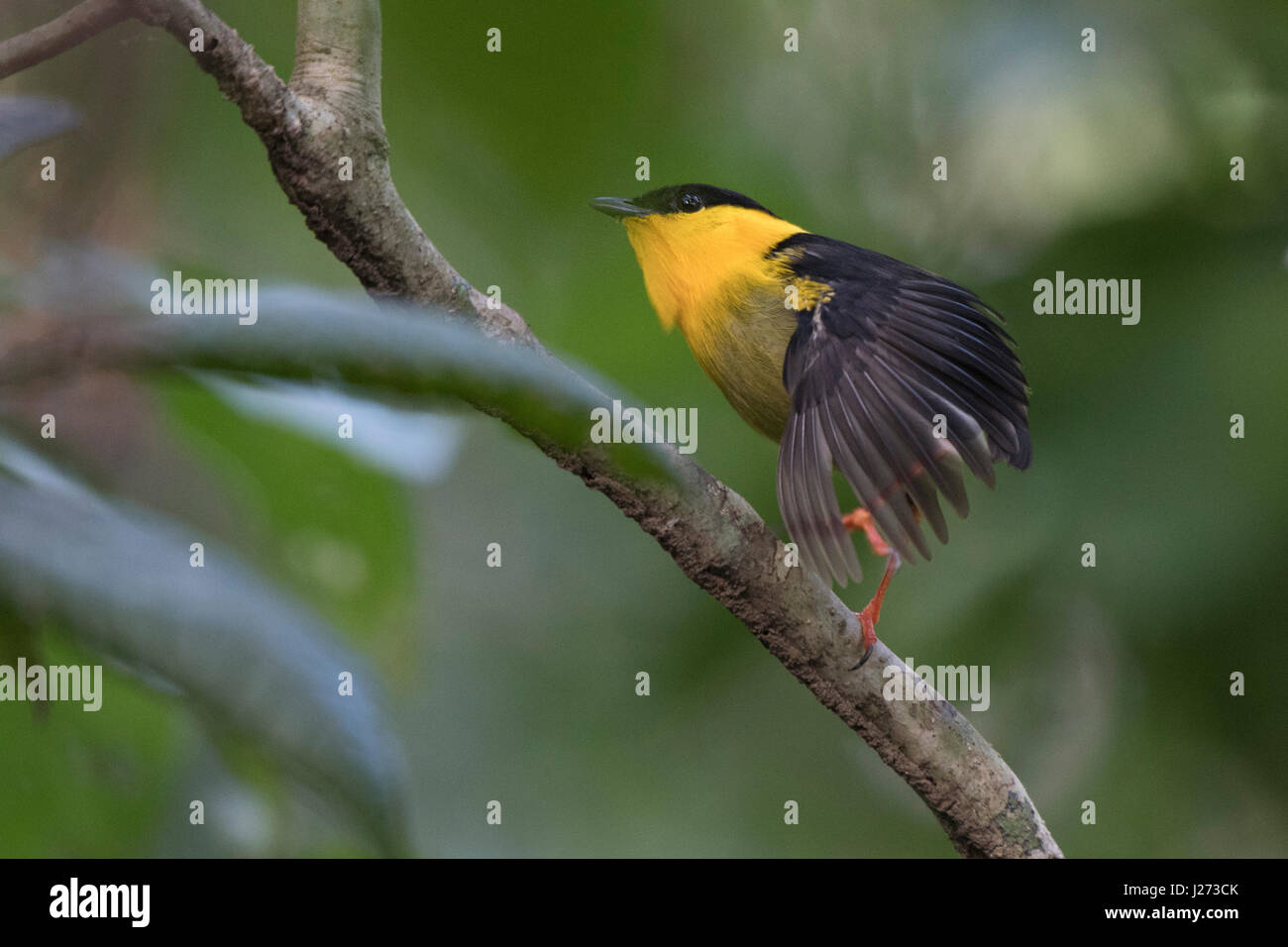 Golden-collared Manakin (Manacus vitellinus) male at lek at Canopy Camp ...
