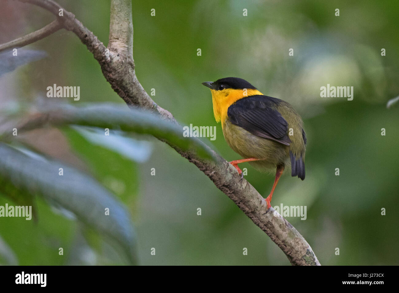 Vitellinus hi-res stock photography and images - Alamy