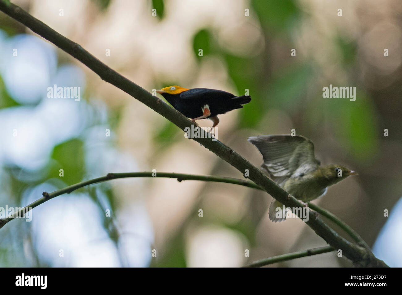 Manakin display hi-res stock photography and images - Alamy