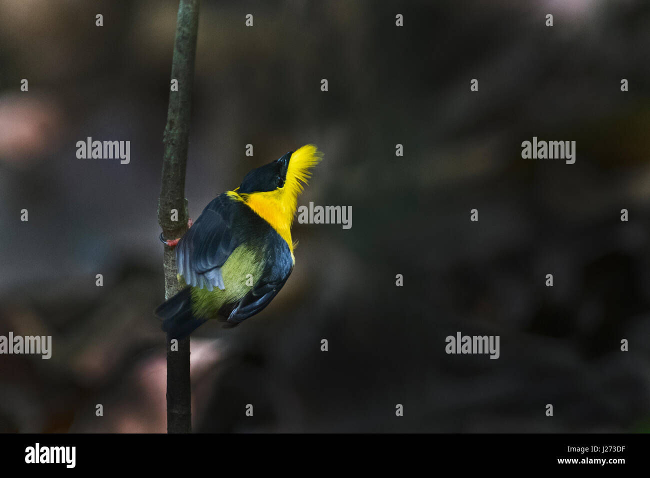 Golden-collared Manakin (Manacus vitellinus) male at lek at Canopy Camp ...