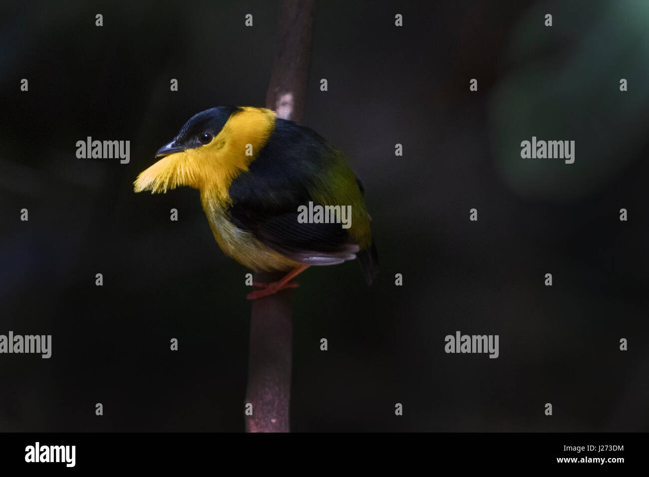 Golden-collared Manakin (Manacus vitellinus) male at lek at Canopy Camp ...
