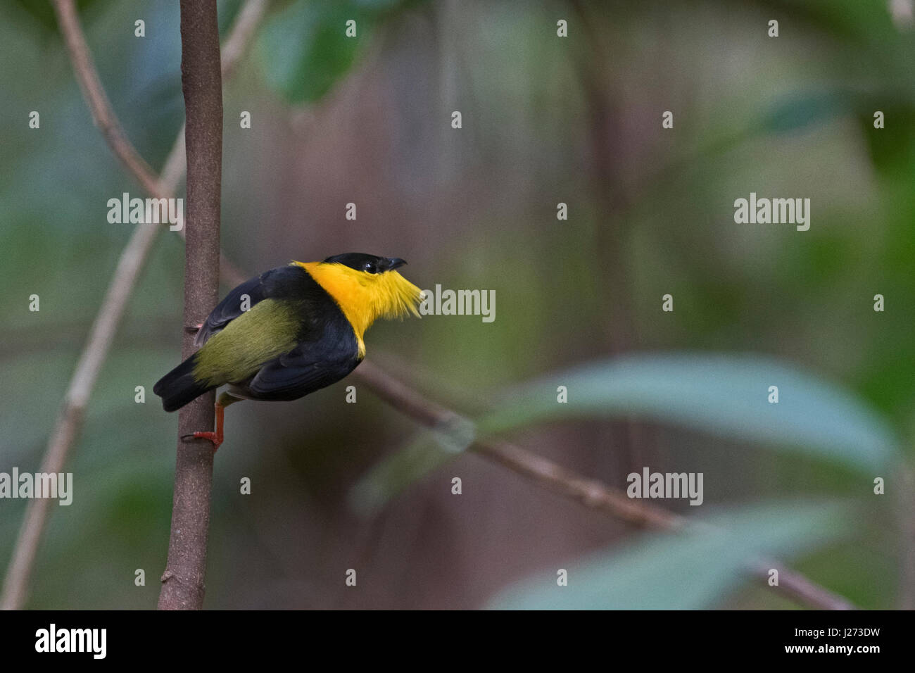 Vitellinus hi-res stock photography and images - Alamy