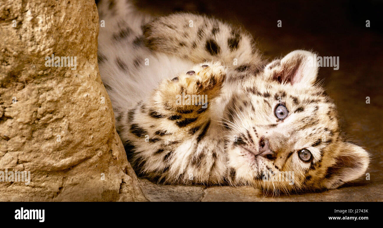 BORN IN CHINA, snow leopard cub, 2016. ©Walt Disney Studios Motion ...