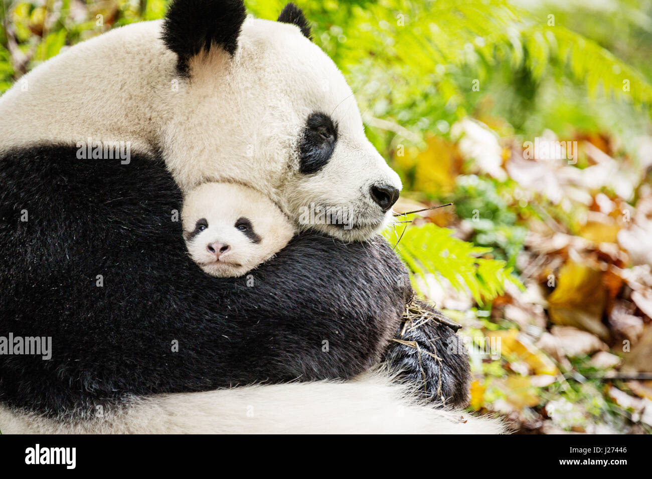 BORN IN CHINA, pandas, 2016. ph: Ben Wallis. ©Walt Disney Studios ...