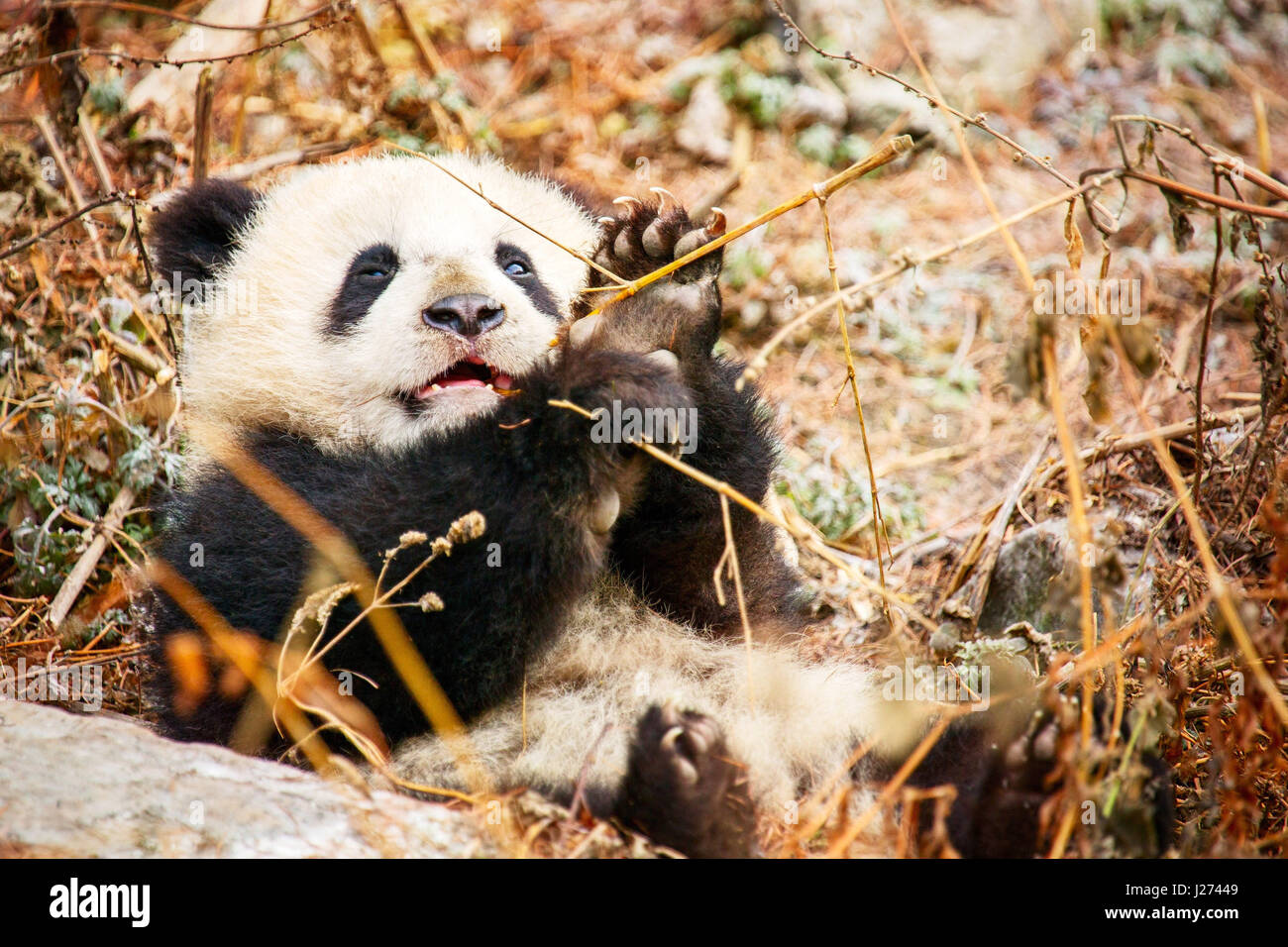 BORN IN CHINA, panda cub, 2016. ph: Ben Wallis. ©Walt Disney Studios ...